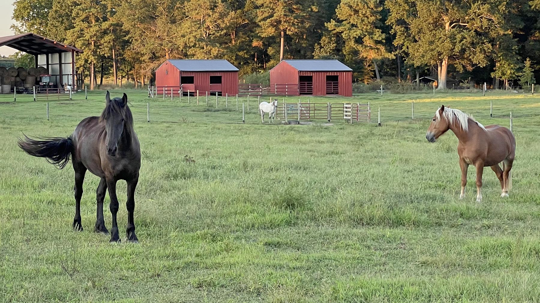 Horse Property For Sale | RVA.net | Richmond Virginia Realtor